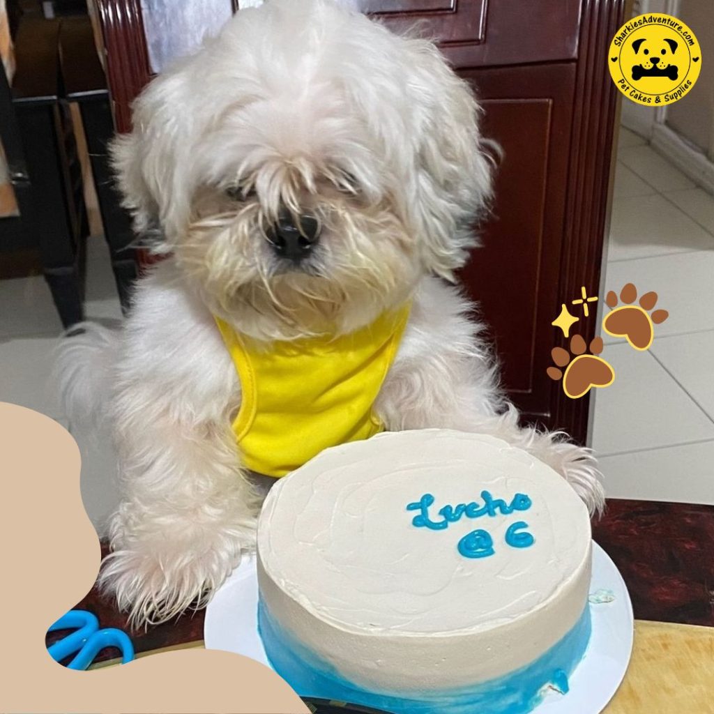 Minimalist Gradient Pet Cake for Dog & Cat - Sharkie's Adventure