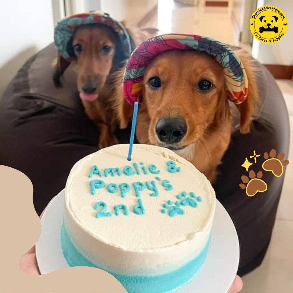 Minimalist Gradient Pet Cake for Dog & Cat - Sharkie's Adventure